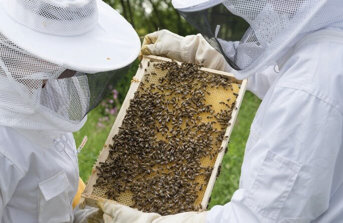 Formation apicole – Syndicat National d'Apiculture